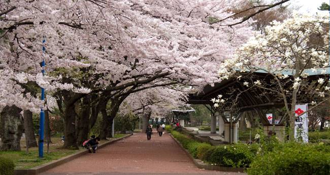 Panduan Terbaik Mesra Muslim Untuk Musim Cherry Blossom Di Jepun ...
